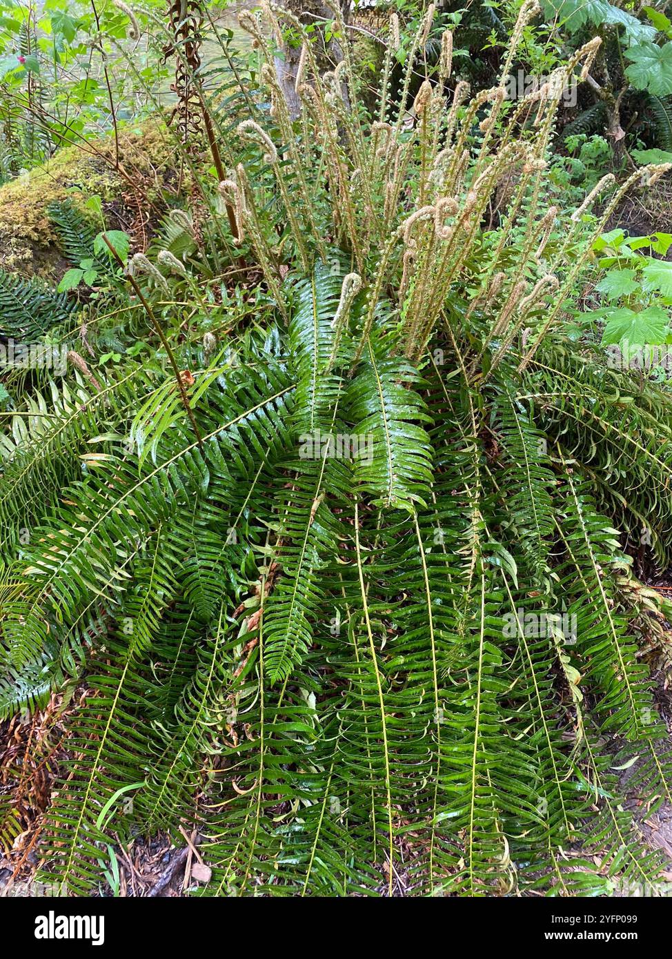 western sword fern (Polystichum munitum Stock Photo - Alamy