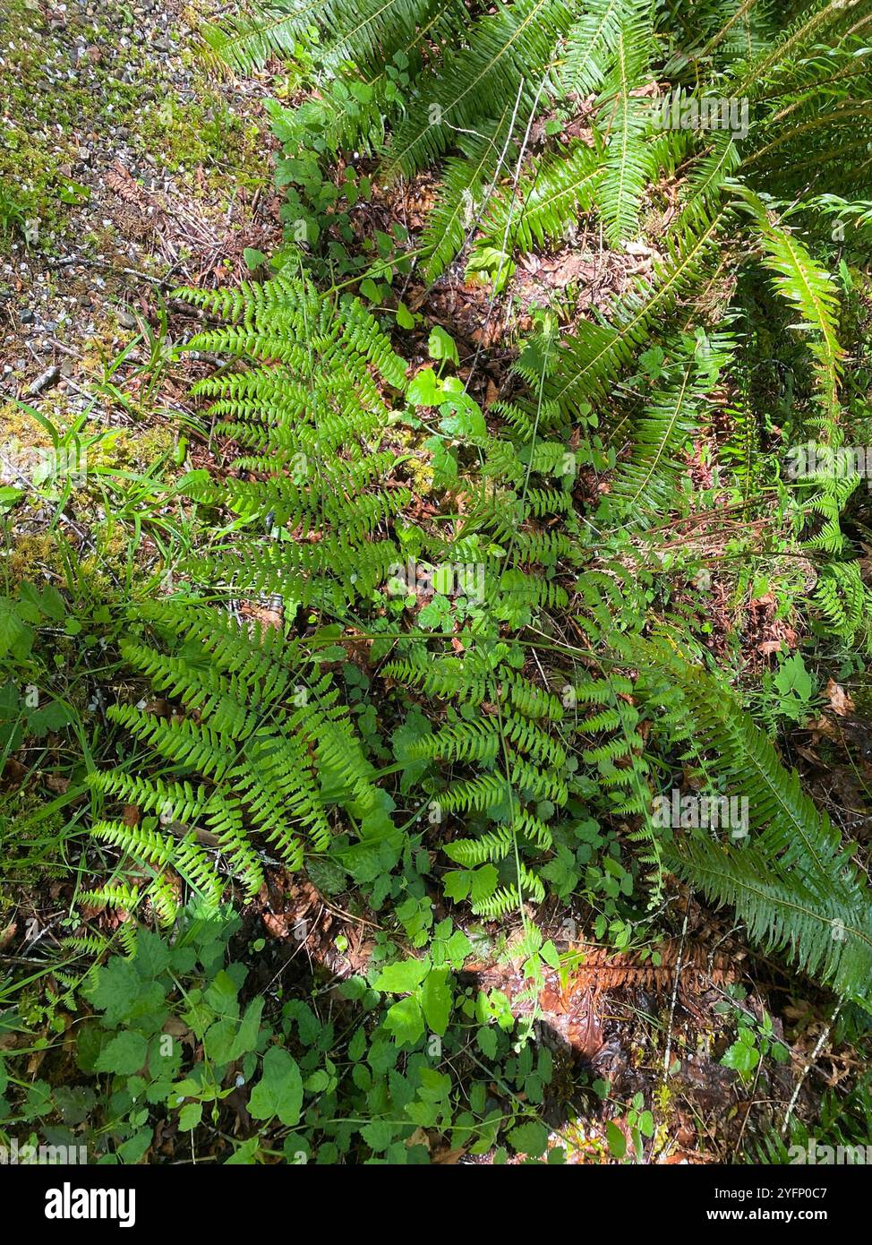 common bracken (Pteridium aquilinum Stock Photo - Alamy