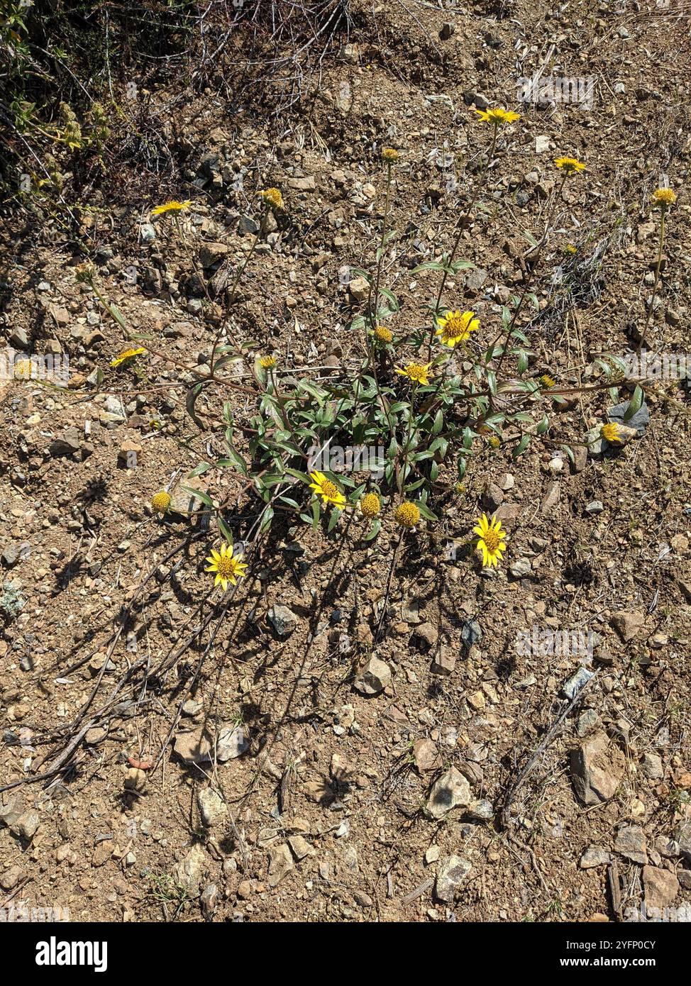 slender sunflower (Helianthus gracilentus Stock Photo - Alamy