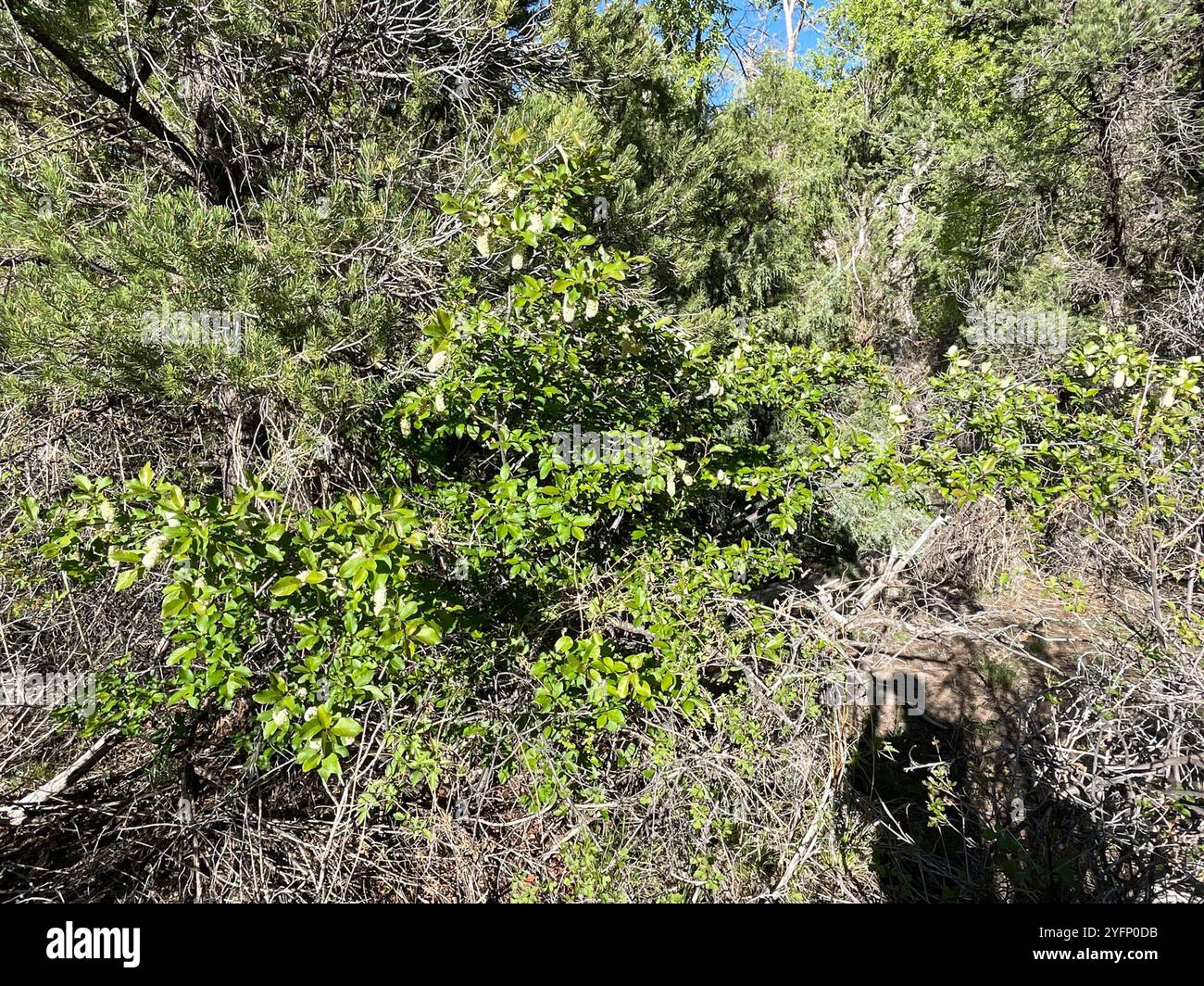 chokecherry (Prunus virginiana Stock Photo - Alamy