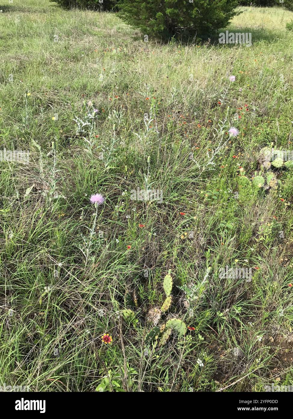 Wavyleaf thistle hi-res stock photography and images - Alamy