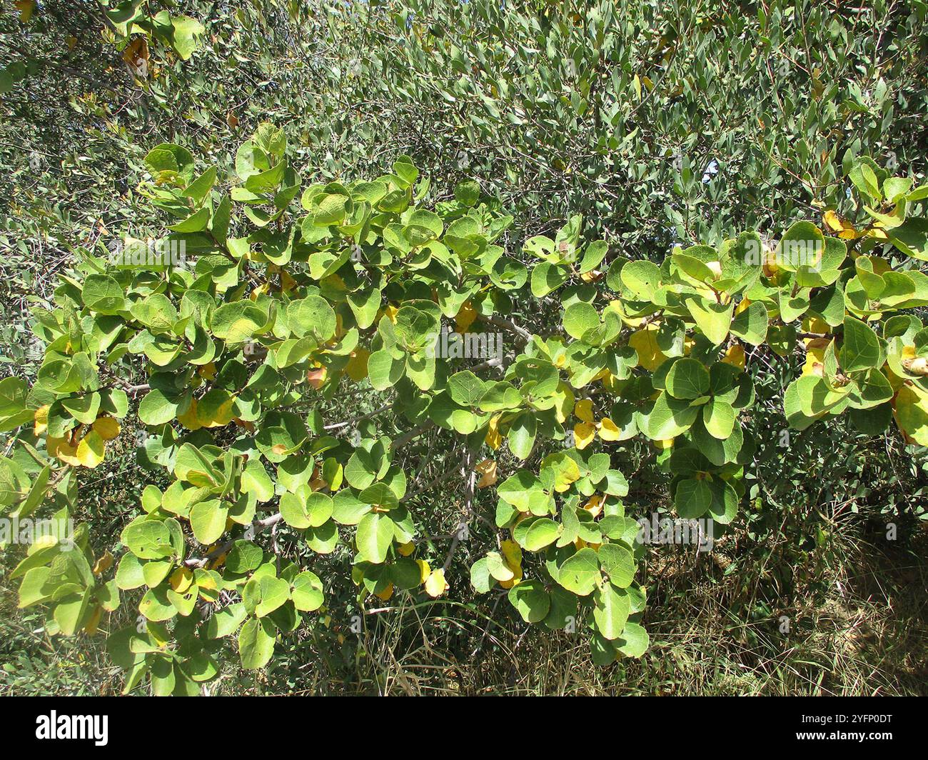 South African Wild Pear (Dombeya rotundifolia Stock Photo - Alamy