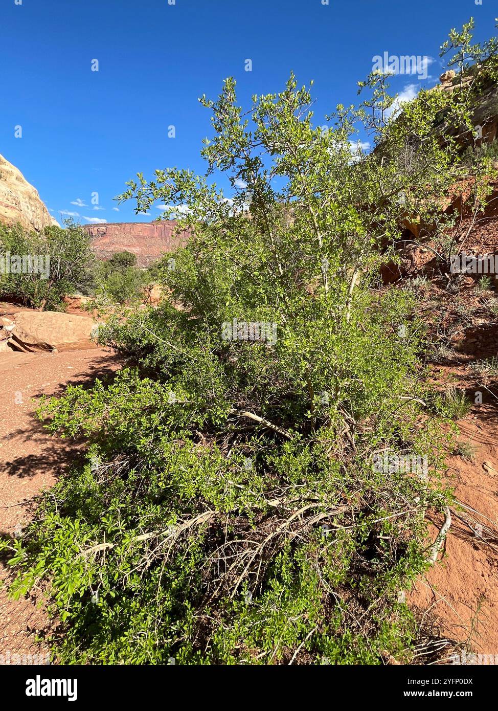 Stretchberry (Forestiera pubescens Stock Photo - Alamy