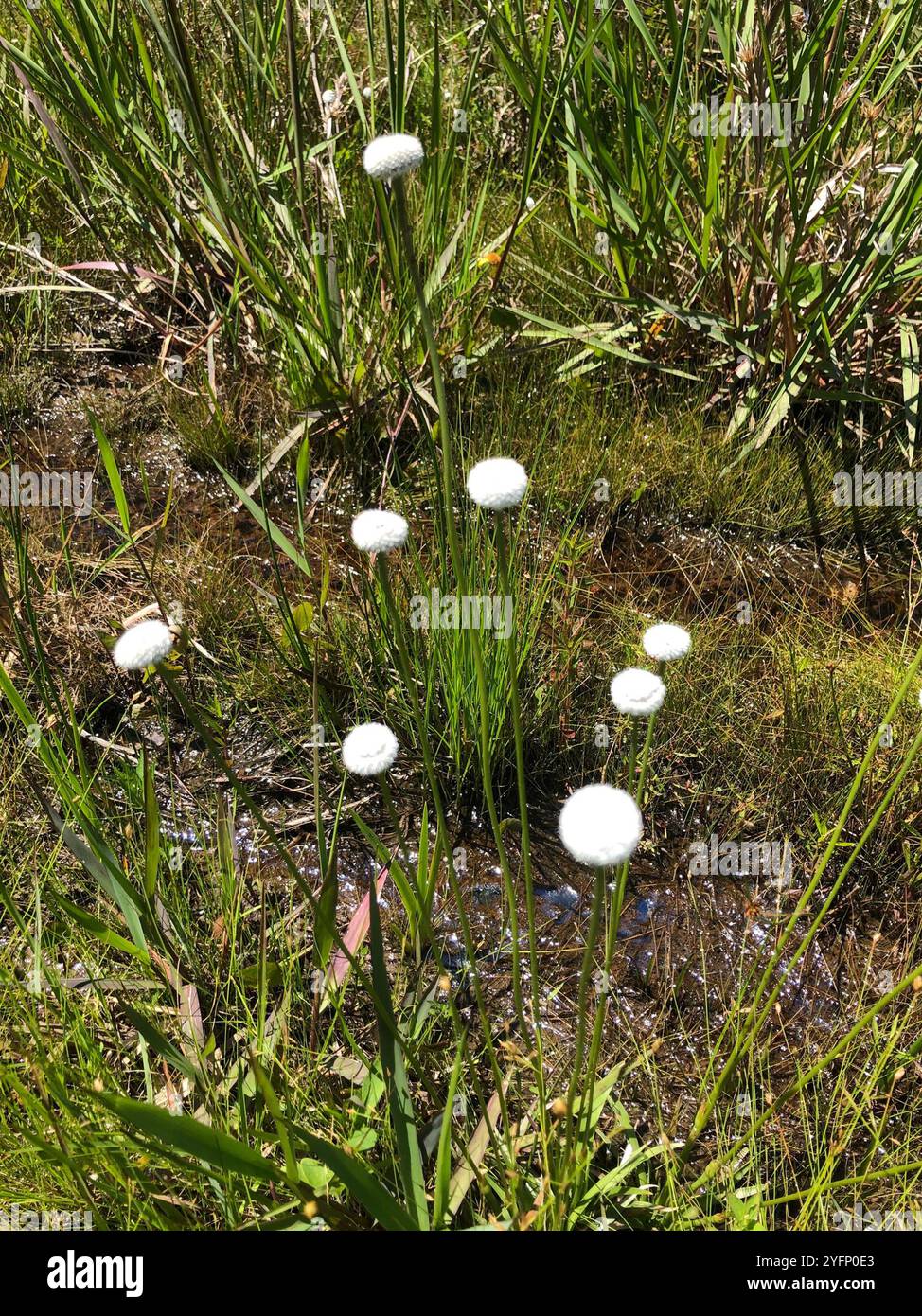 Flattened Pipewort (Eriocaulon compressum Stock Photo - Alamy