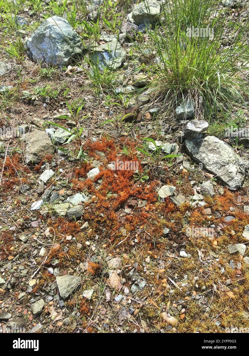 Bonfire moss (Funaria hygrometrica Stock Photo - Alamy