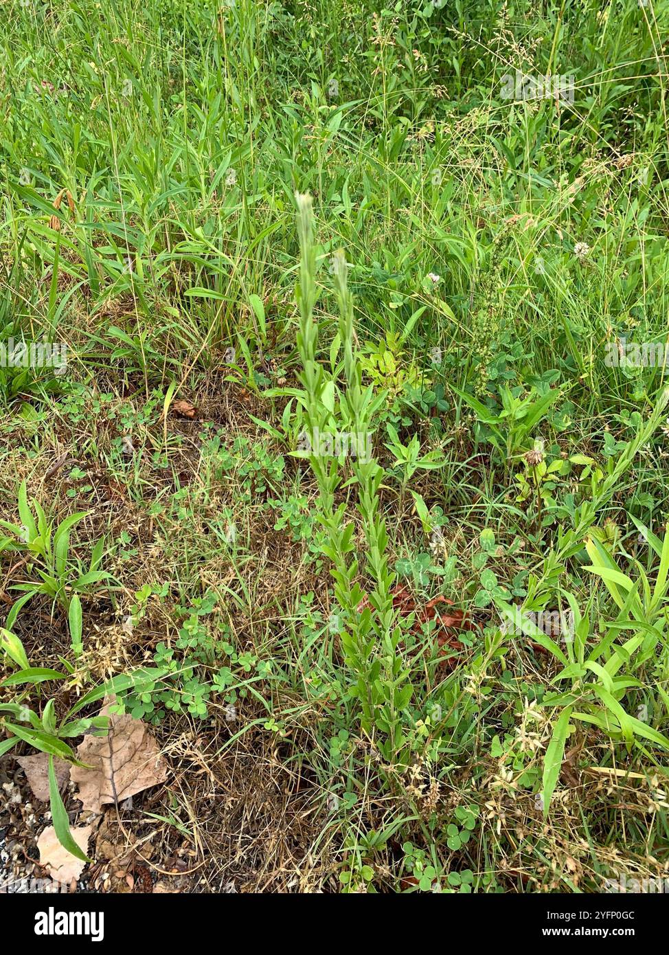 Chinese bushclover (Lespedeza cuneata Stock Photo - Alamy