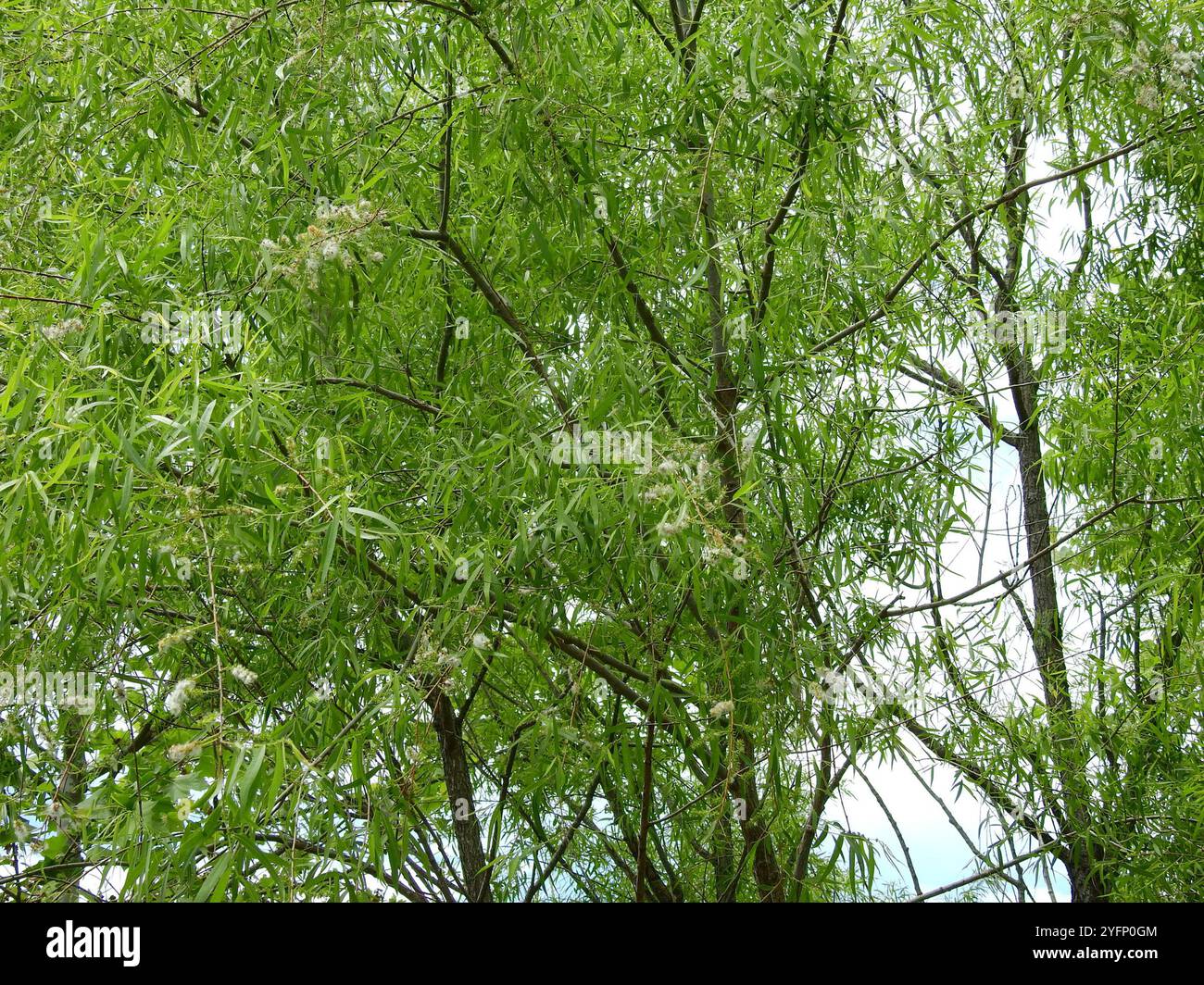 black willow (Salix nigra Stock Photo - Alamy