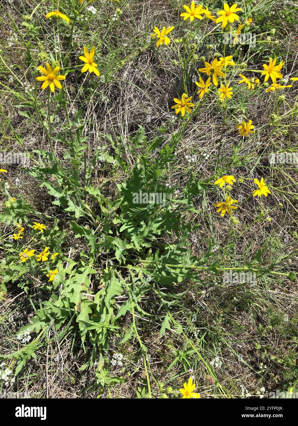 Engelmann daisy hi-res stock photography and images - Alamy