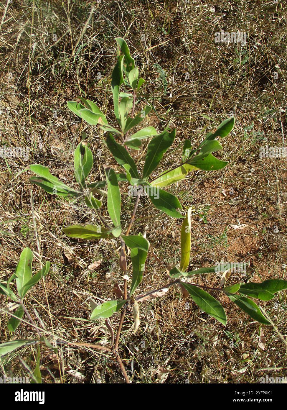 silver terminalia (Terminalia sericea Stock Photo - Alamy
