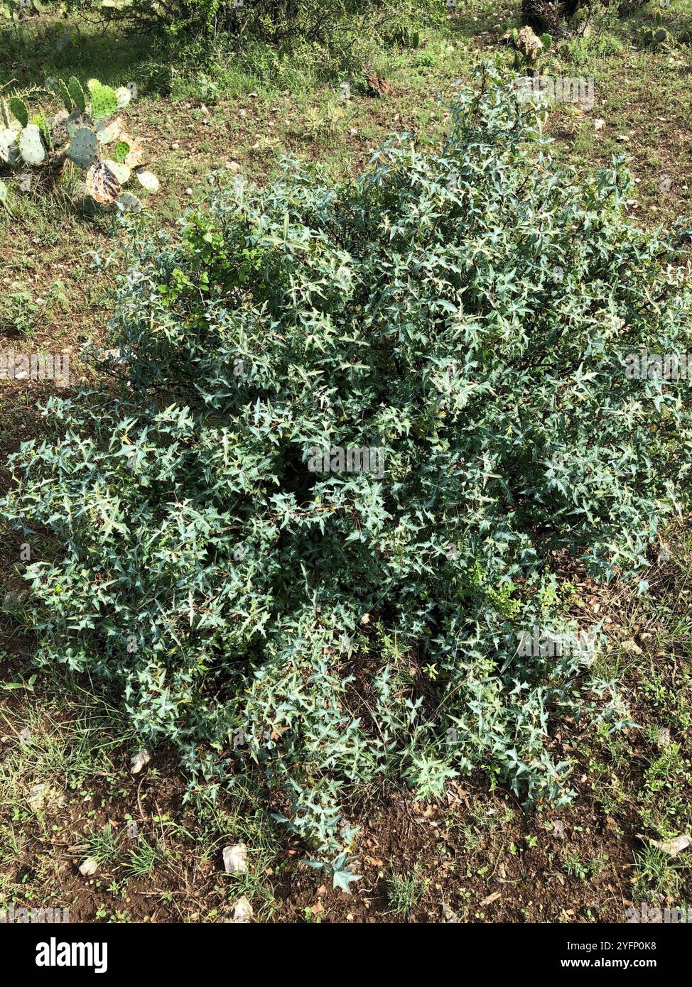 Agarita (Berberis trifoliolata Stock Photo - Alamy