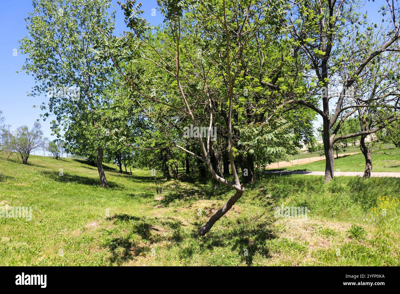 tree-of-heaven (Ailanthus altissima Stock Photo - Alamy