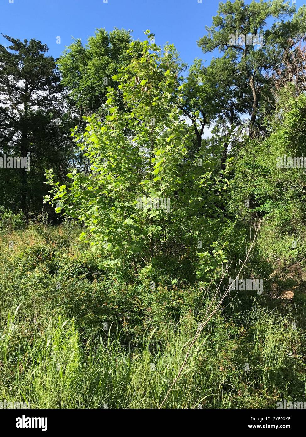 American sycamore (Platanus occidentalis Stock Photo - Alamy