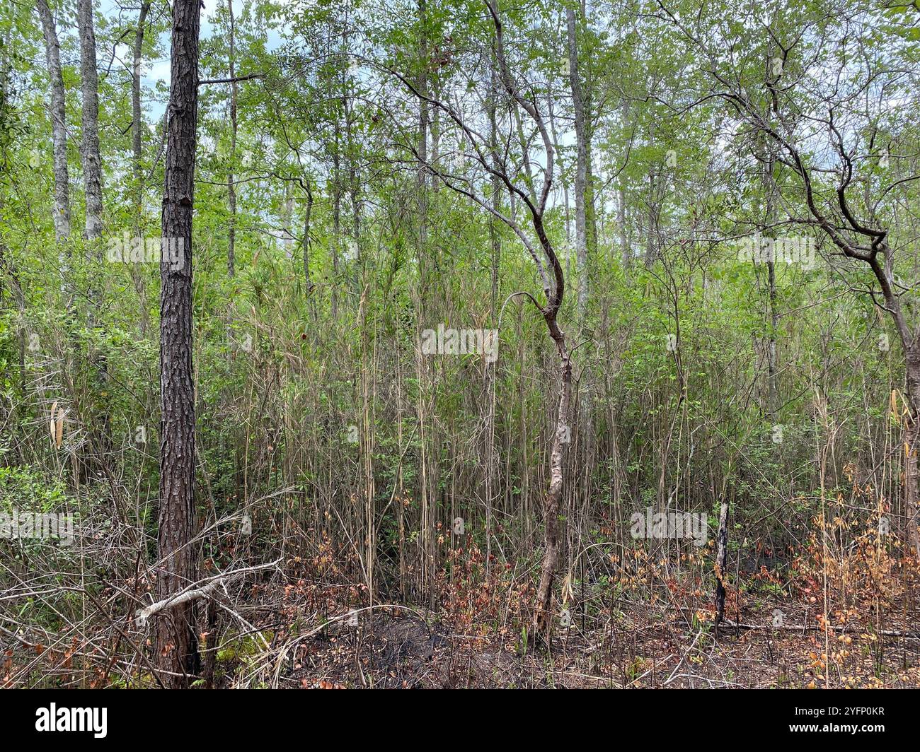 switch cane (Arundinaria tecta Stock Photo - Alamy