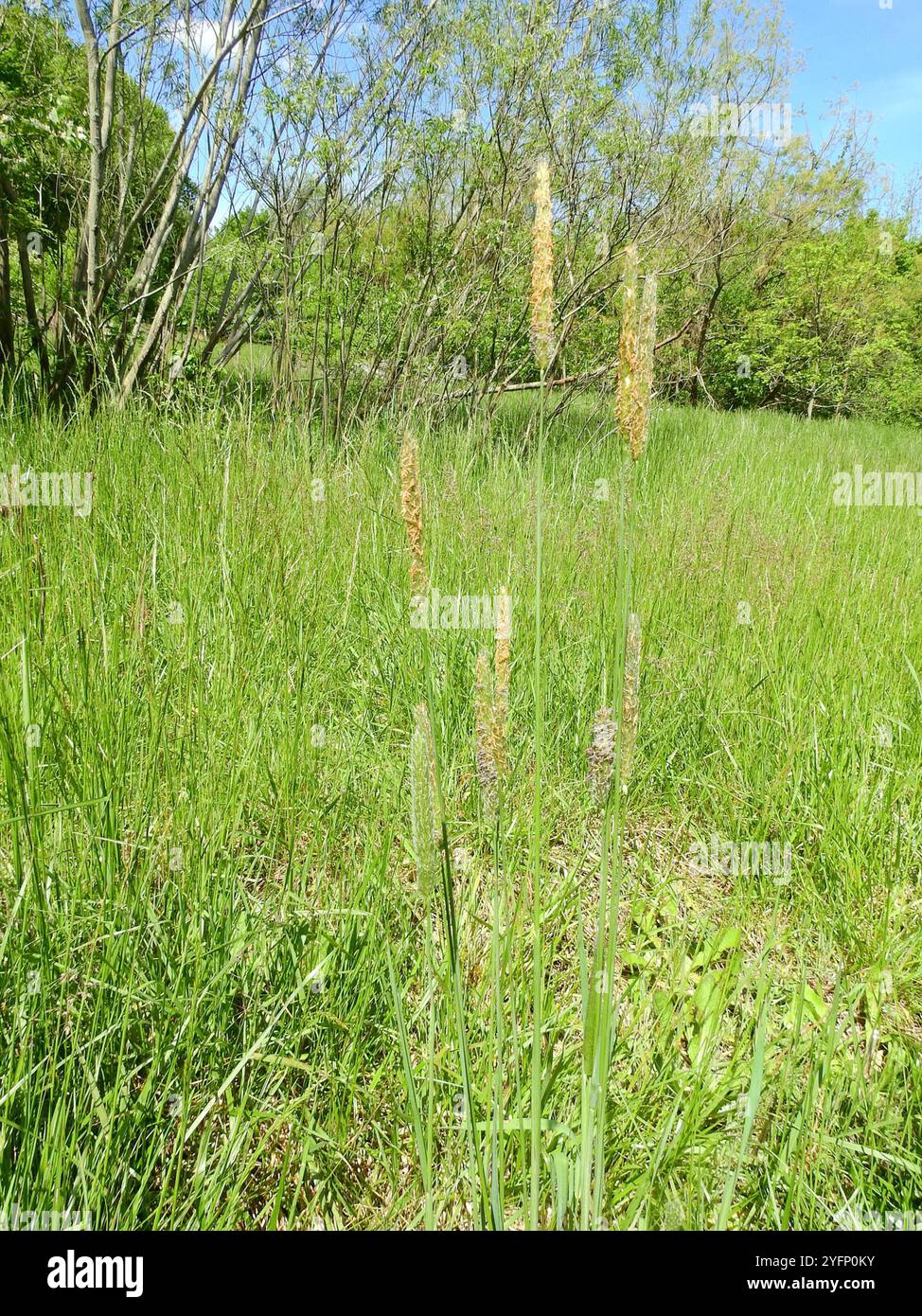 Timothy grass (Phleum pratense Stock Photo - Alamy