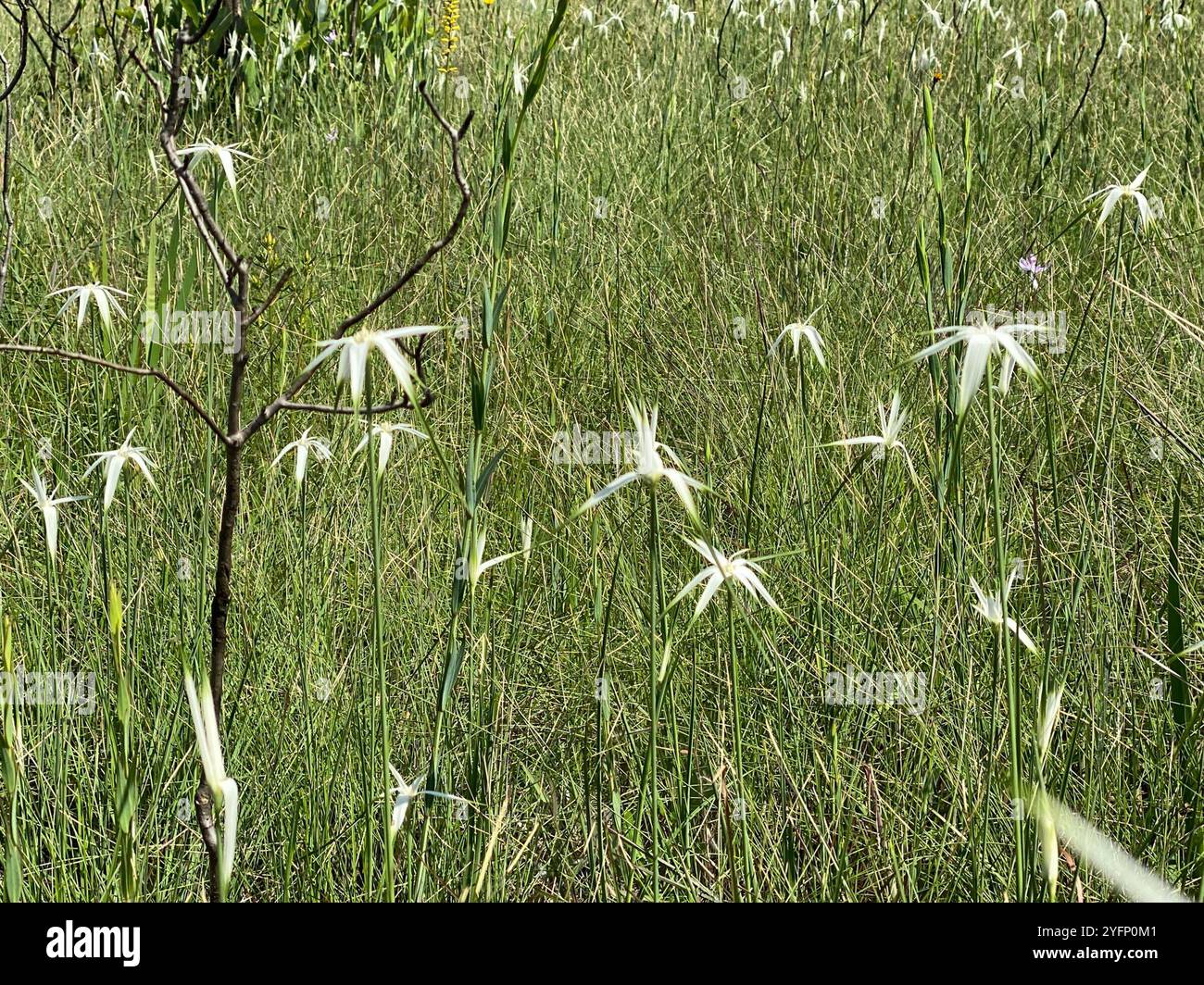 sandswamp whitetop sedge (Rhynchospora latifolia Stock Photo - Alamy