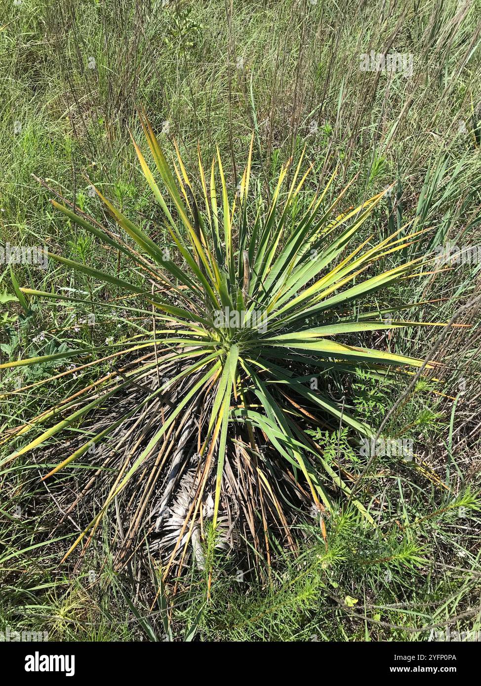 Yucca arkansana hi-res stock photography and images - Alamy