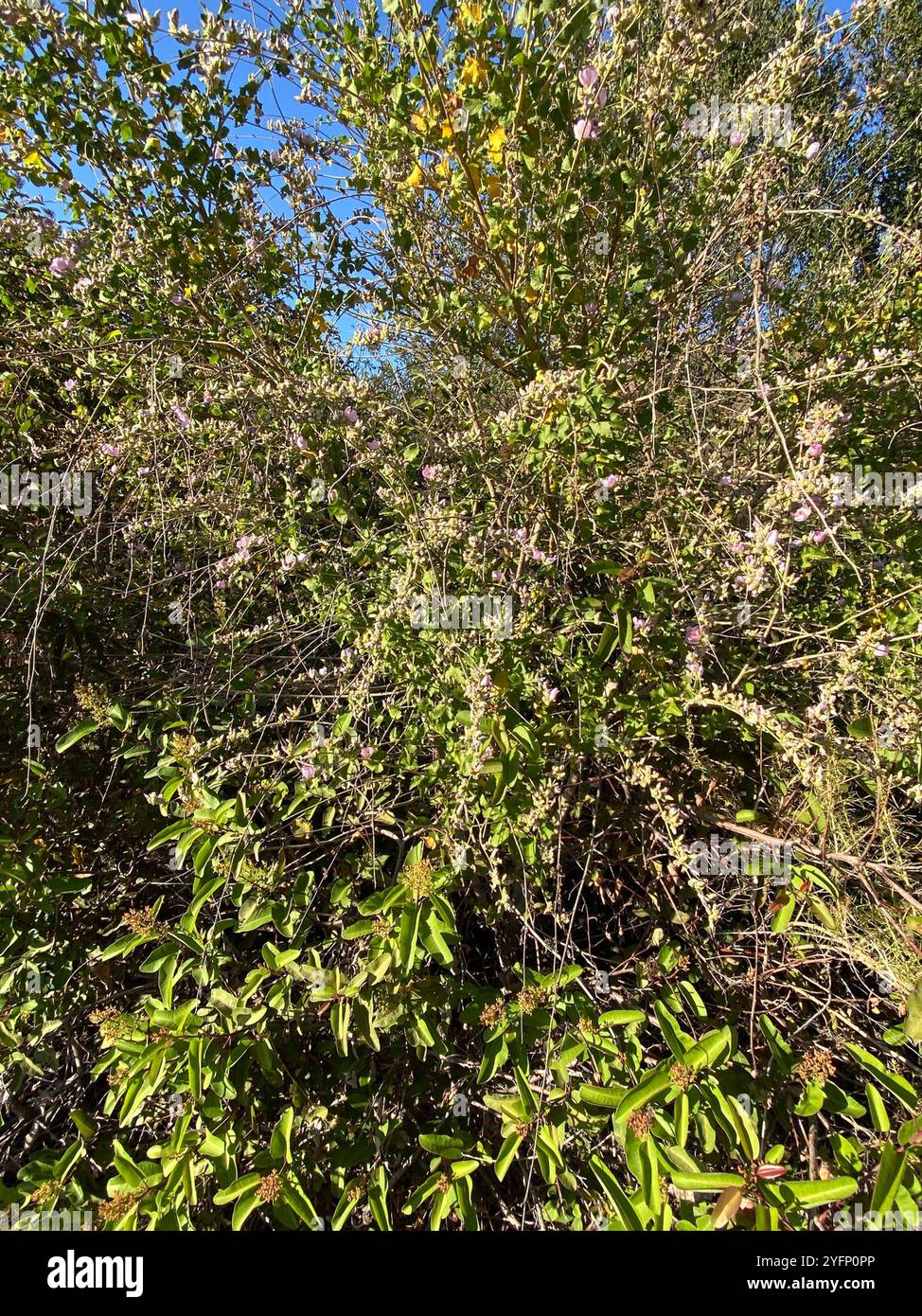 southern coastal bushmallow (Malacothamnus fasciculatus Stock Photo - Alamy