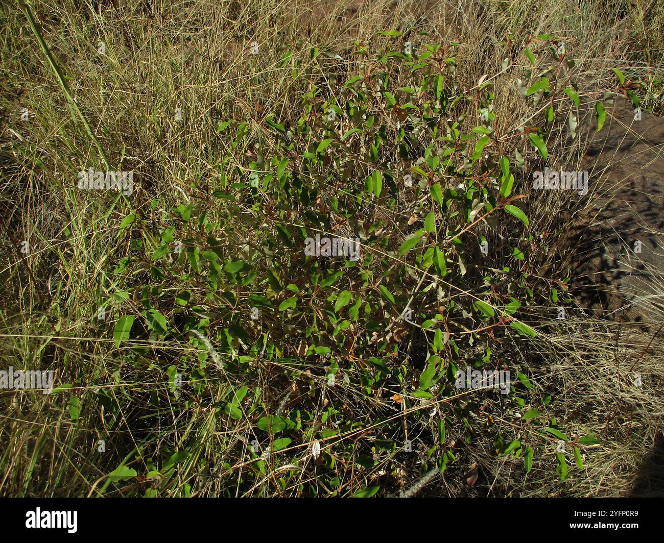 Lavender Feverberry (Croton gratissimus Stock Photo - Alamy