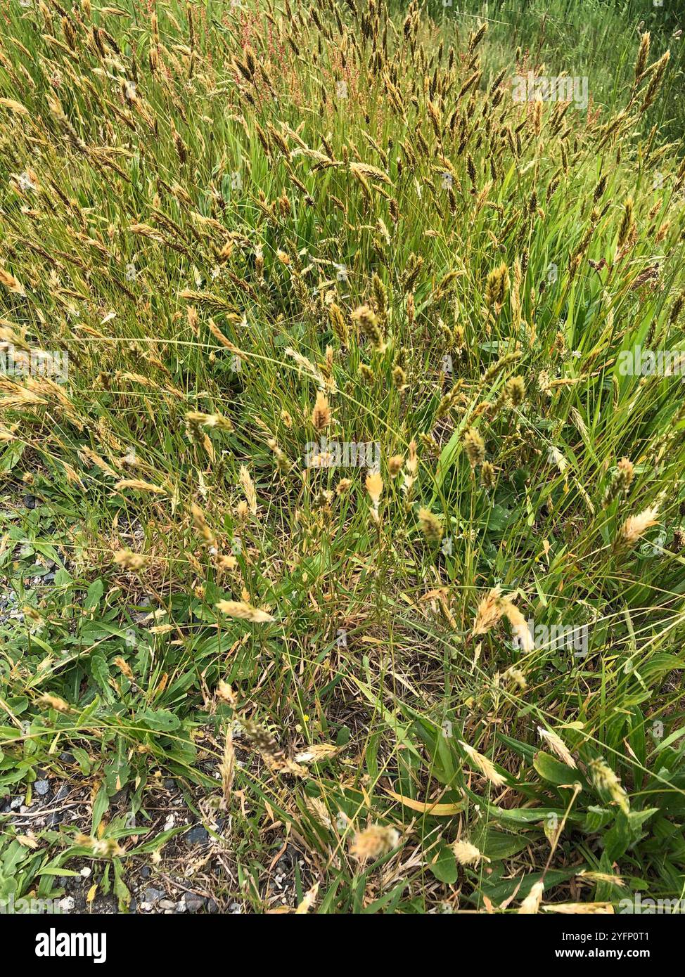 sweet vernal grass (Anthoxanthum odoratum Stock Photo - Alamy