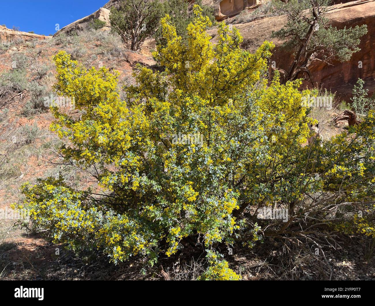 Fremont barberry (Berberis fremontii Stock Photo - Alamy