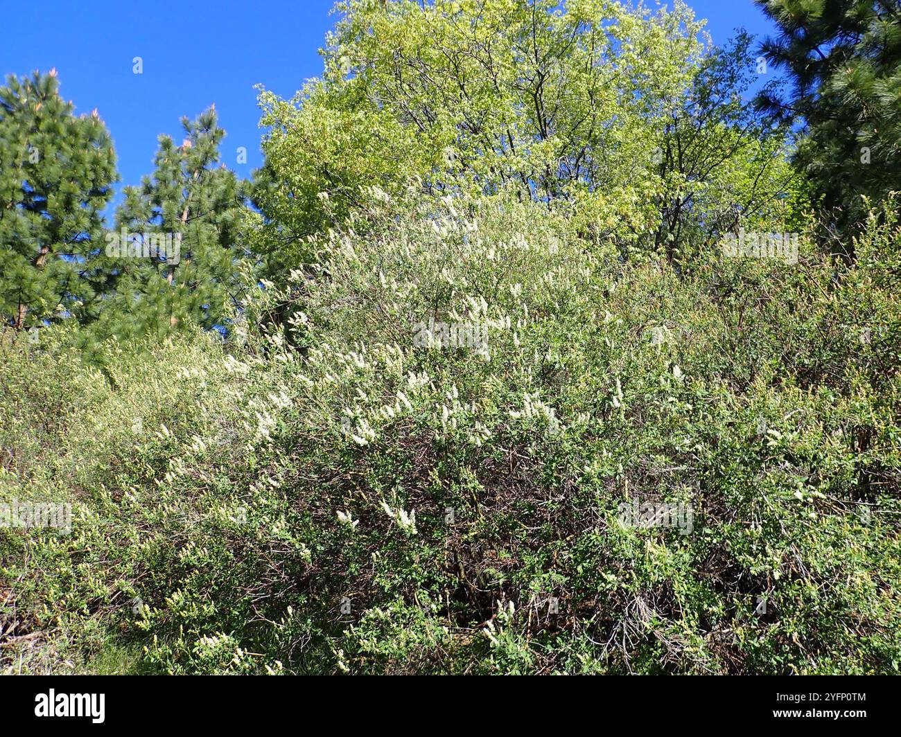 Deerbrush hi-res stock photography and images - Alamy