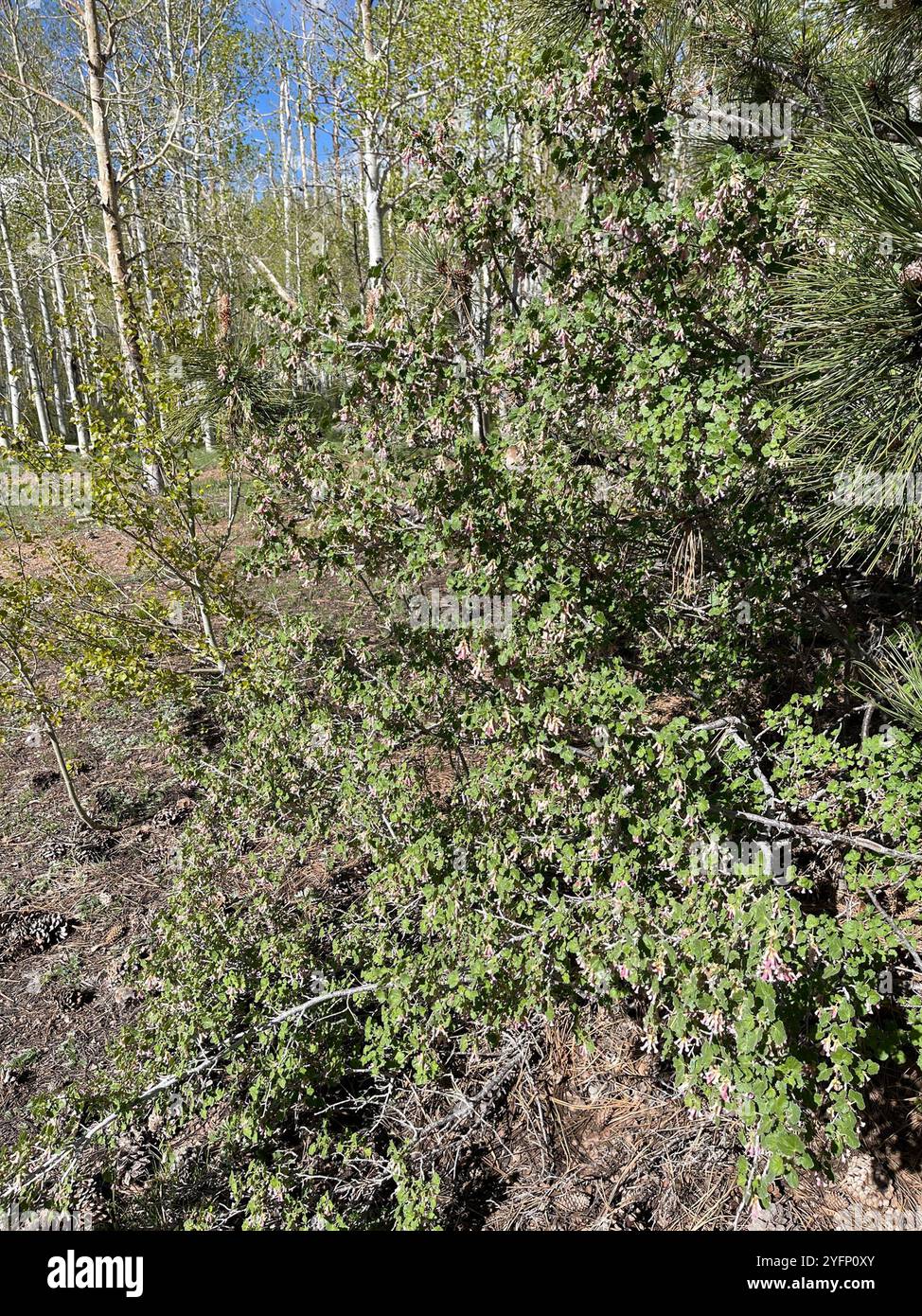 Wax currant ribes cereum hi-res stock photography and images - Alamy