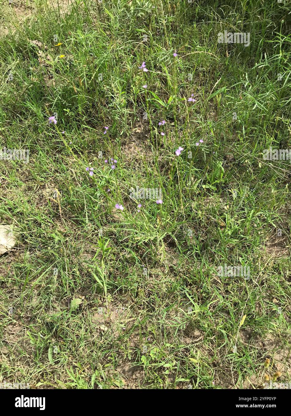 Texas vervain hi-res stock photography and images - Alamy