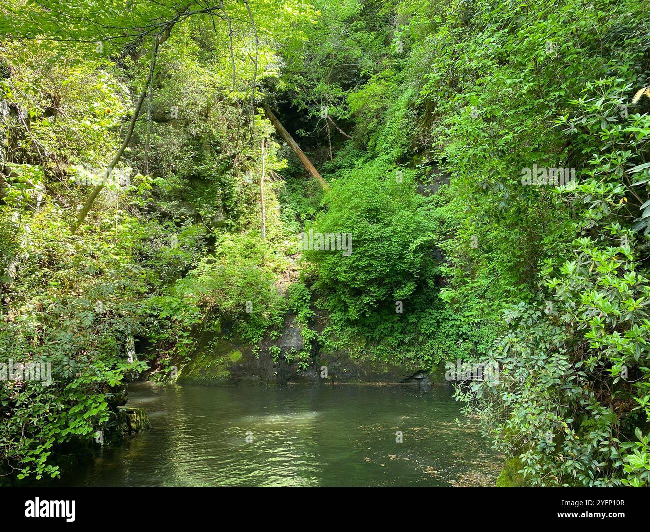 Scentless Mock Orange (Philadelphus inodorus Stock Photo - Alamy