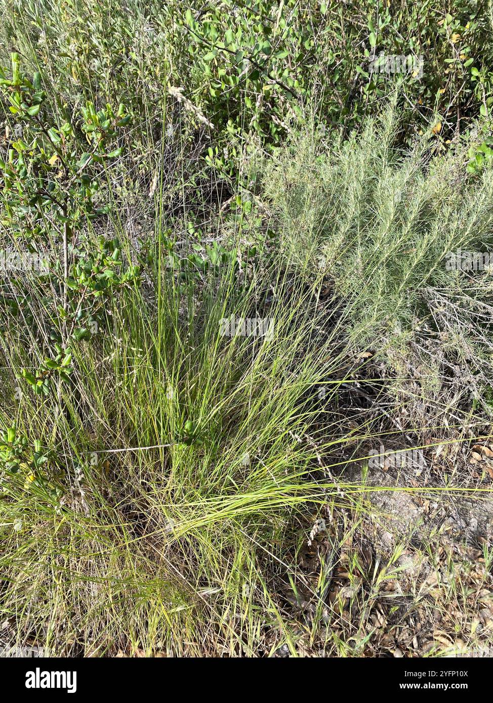 smallflower melicgrass (Melica imperfecta Stock Photo - Alamy