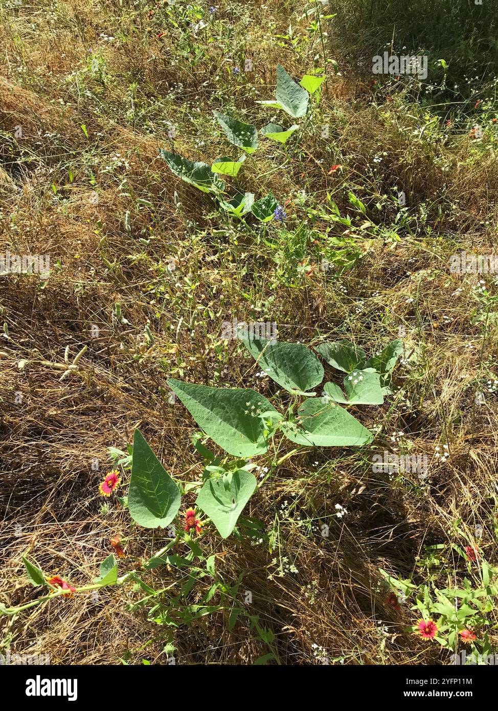 Buffalo gourd cucurbita foetidissima hi-res stock photography and ...