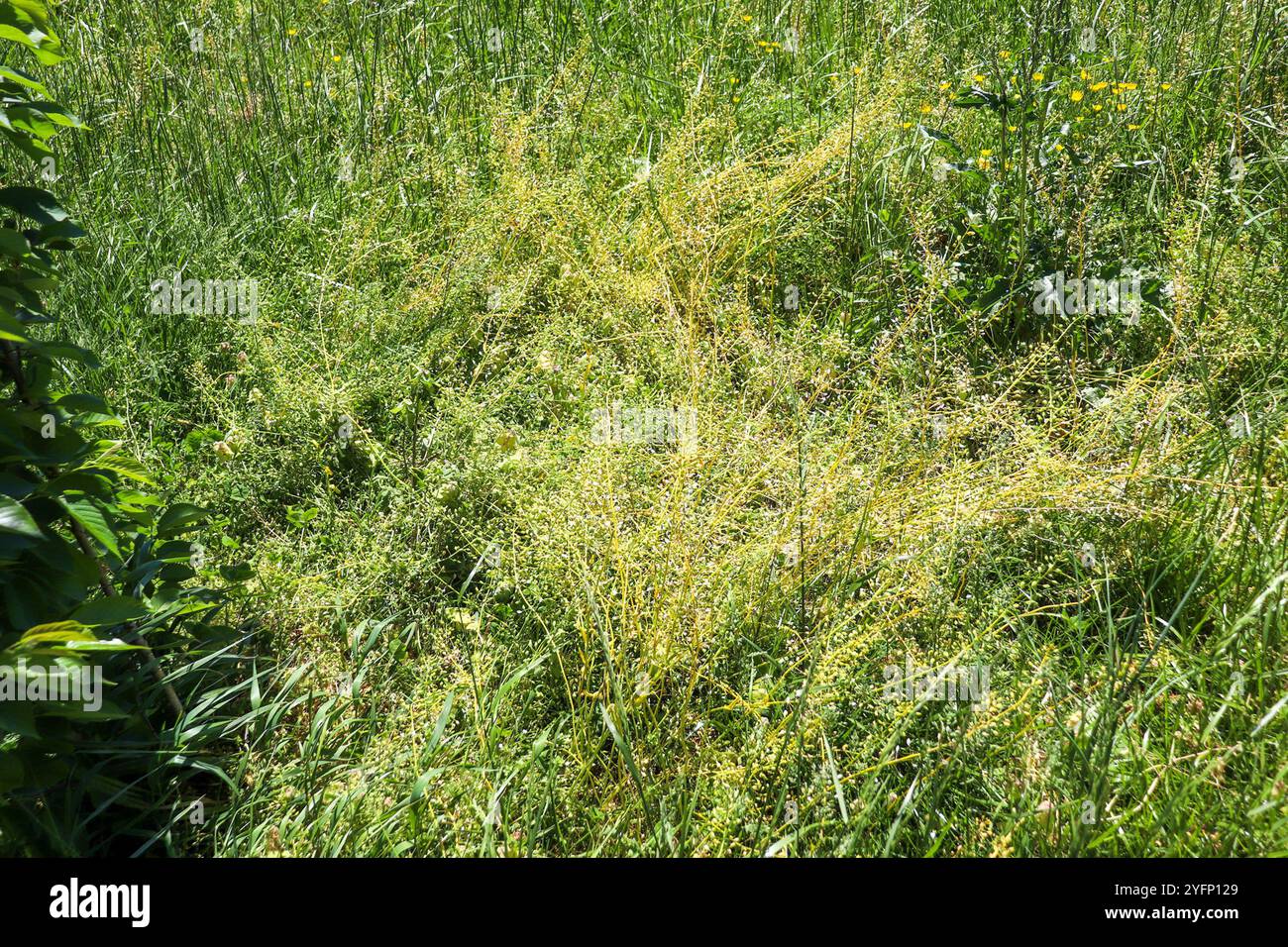 garlic penny-cress (Mummenhoffia alliacea Stock Photo - Alamy