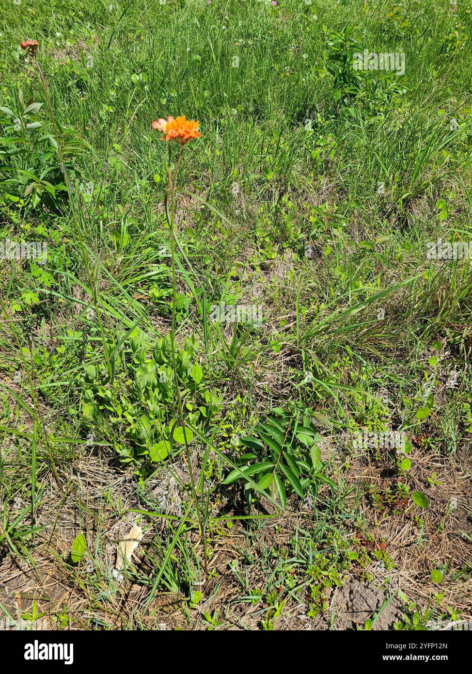 Asclepias lanceolata hi-res stock photography and images - Alamy