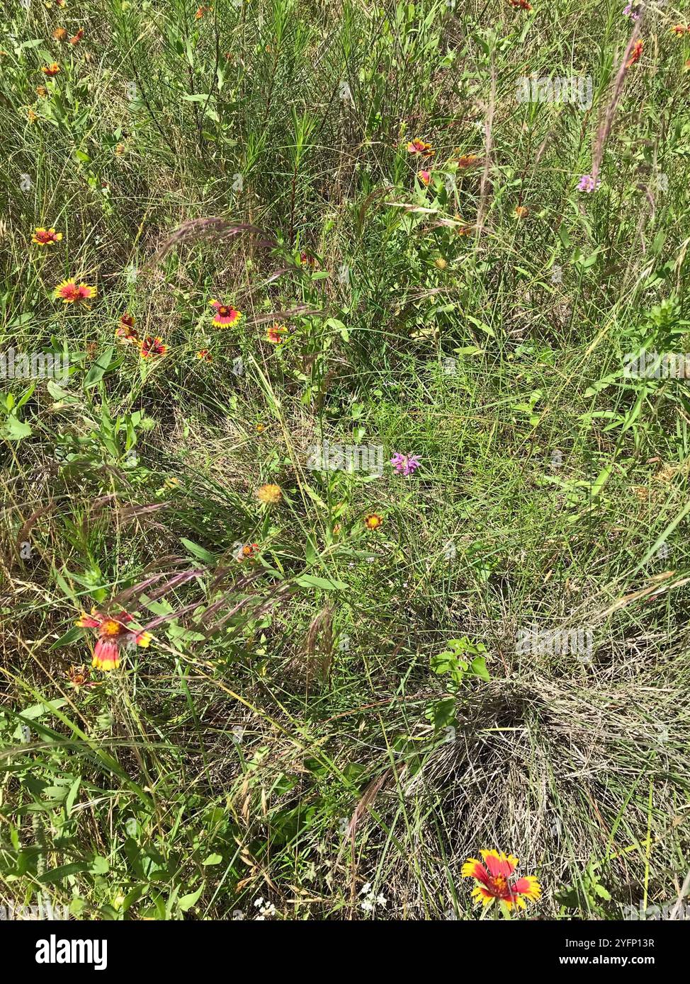 Purple Threeawn (Aristida purpurea Stock Photo - Alamy