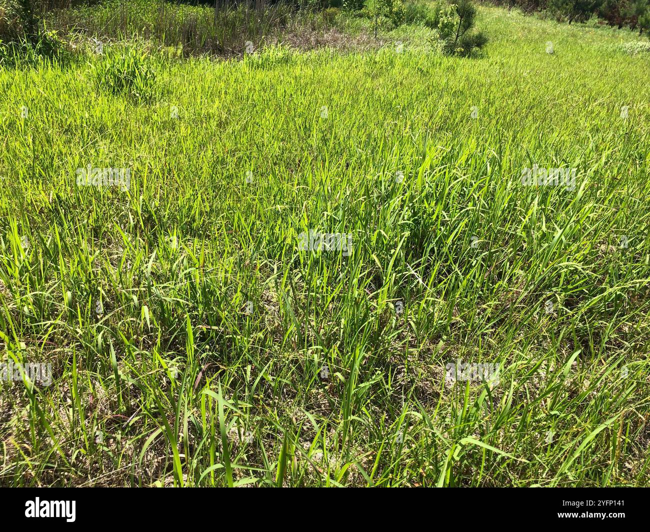 Cogon Grass (Imperata cylindrica Stock Photo - Alamy