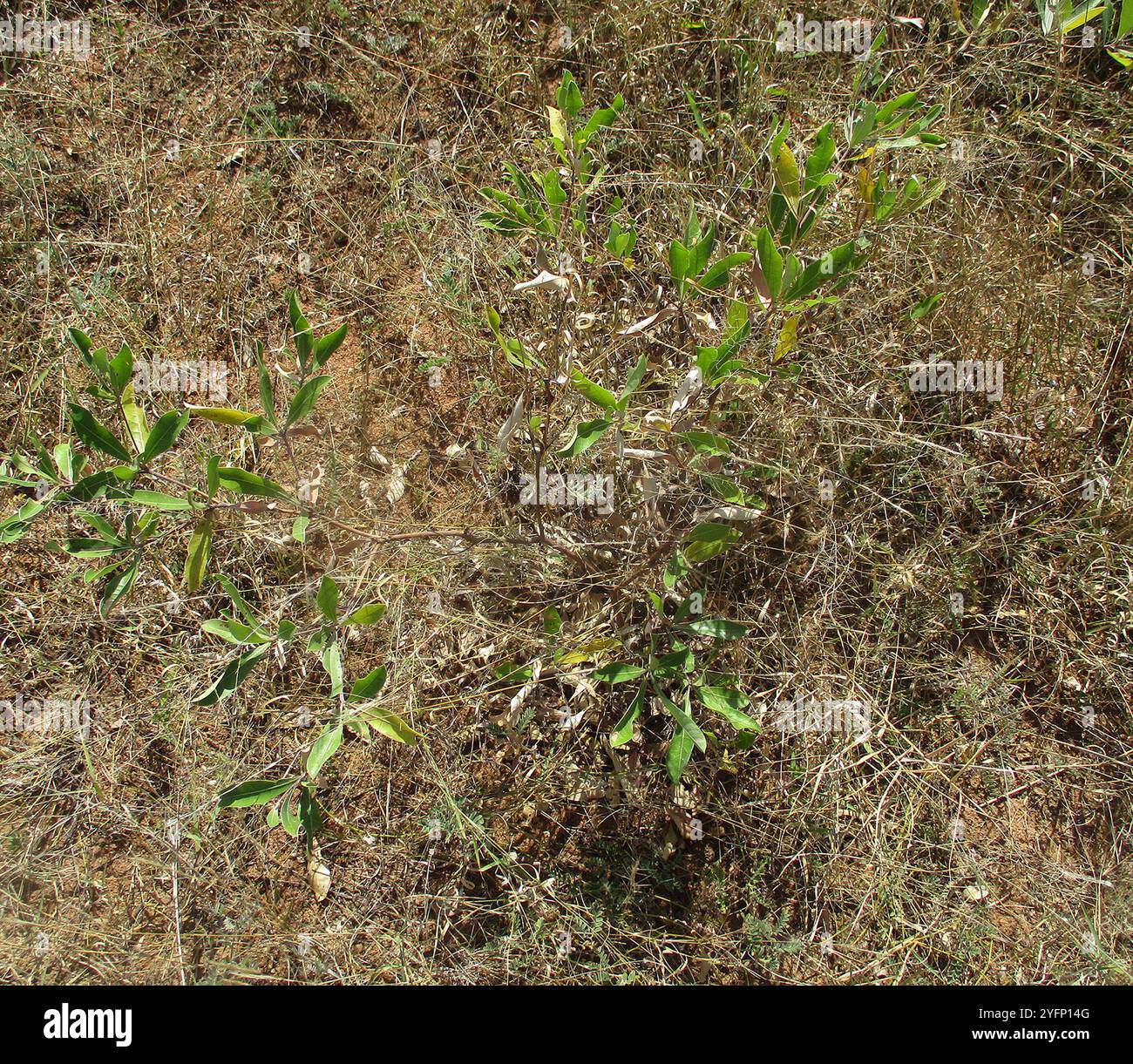 silver terminalia (Terminalia sericea Stock Photo - Alamy