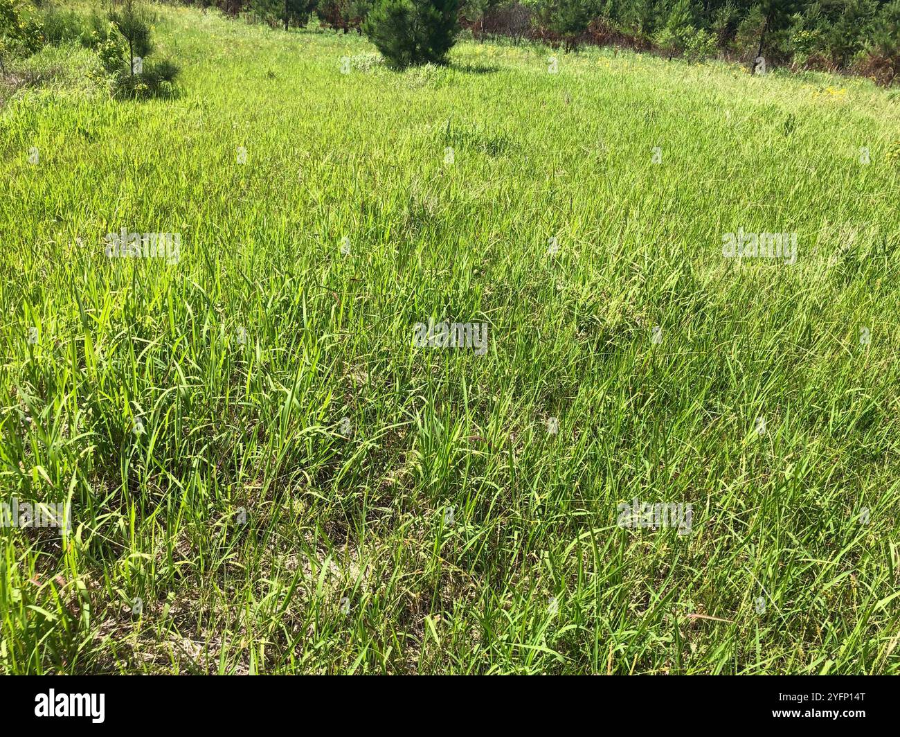 Cogon Grass (Imperata cylindrica Stock Photo - Alamy