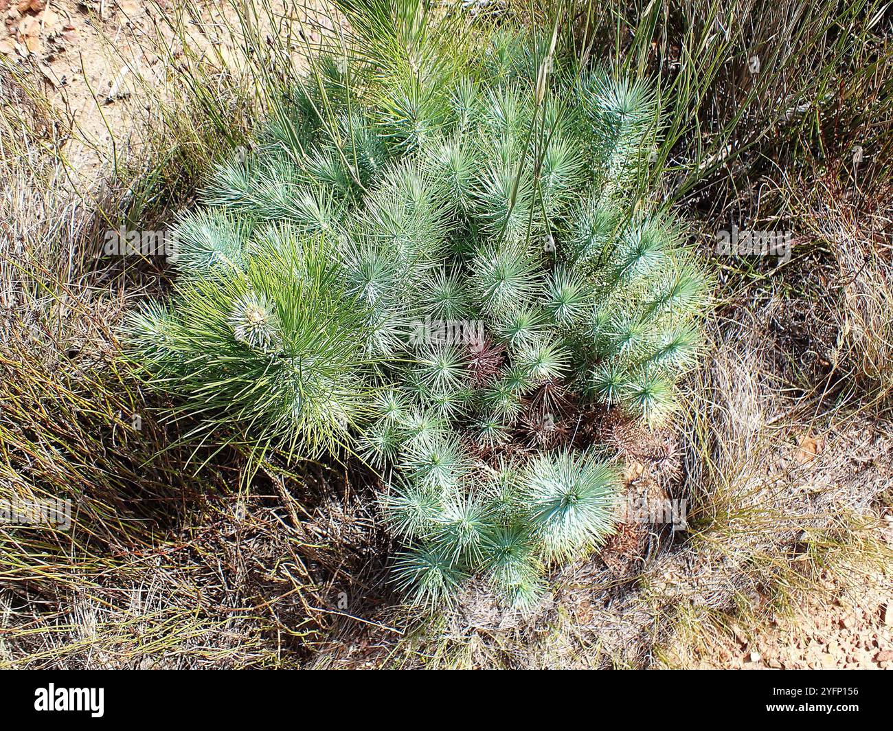 Canary Island pine (Pinus canariensis Stock Photo - Alamy