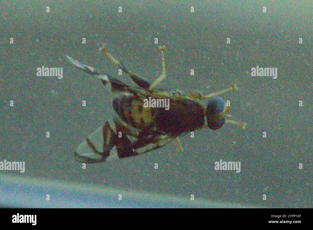 Fruit Flies (Tephritidae Stock Photo - Alamy