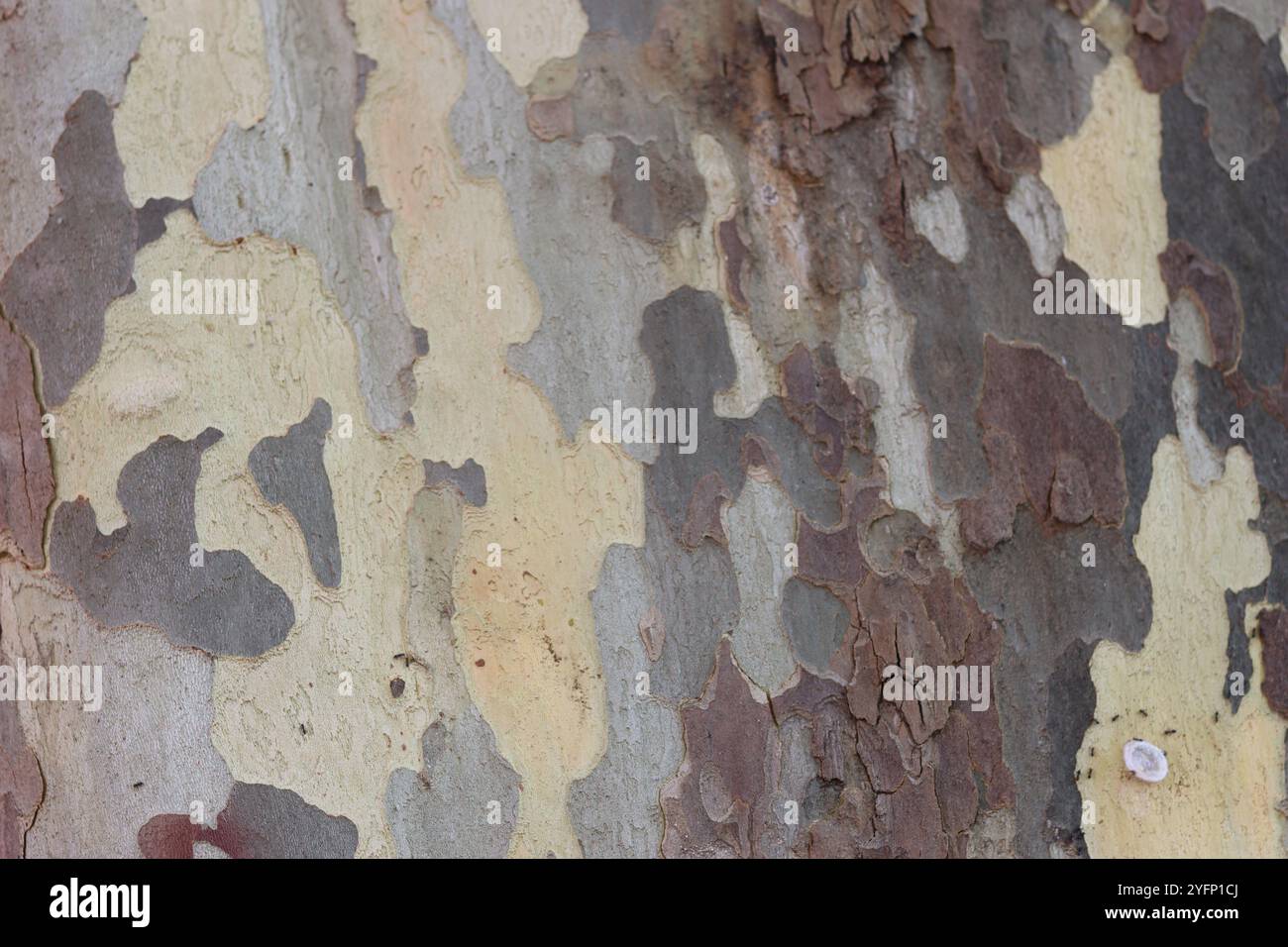 Mottled bark of london plane tree hi-res stock photography and images ...