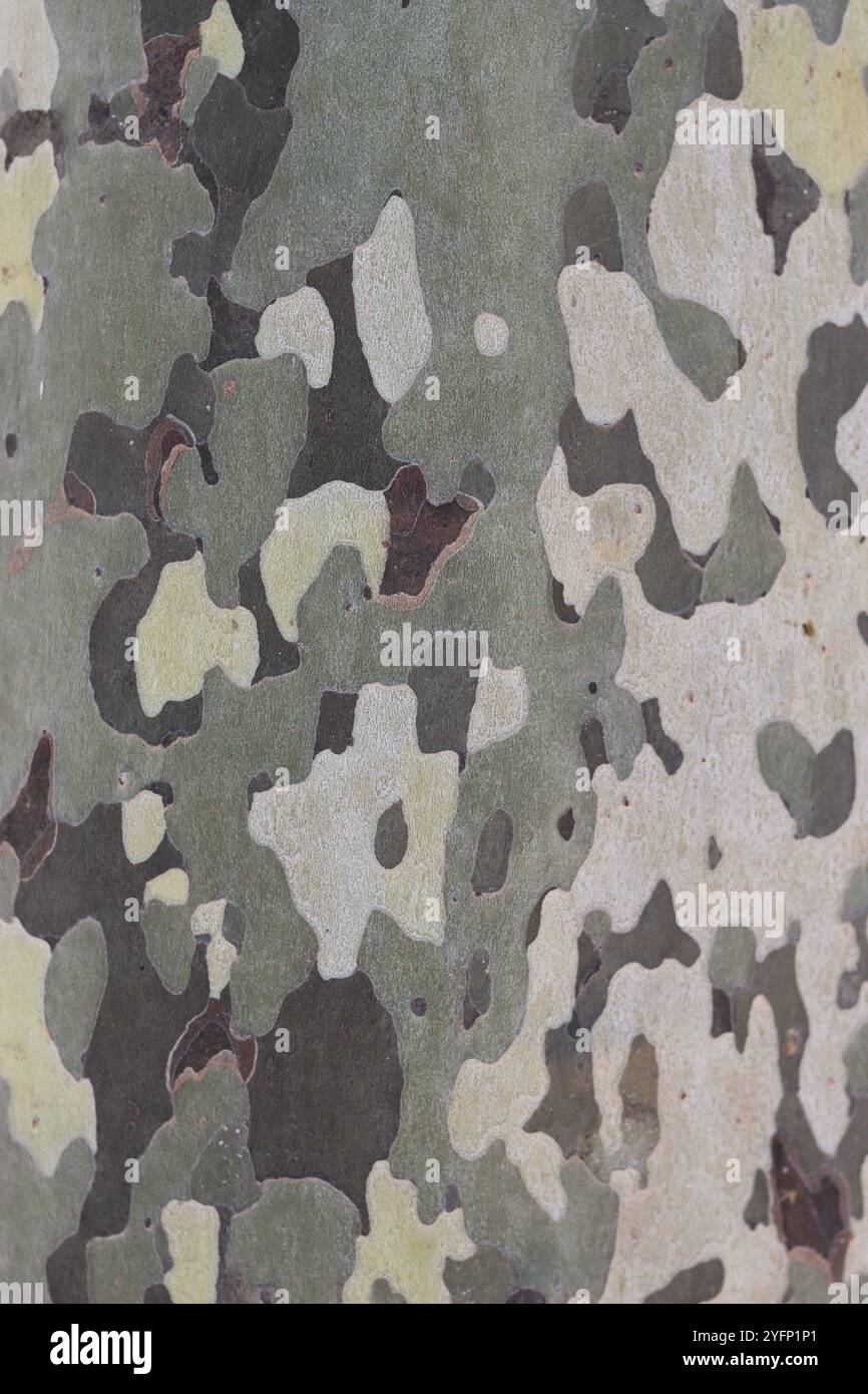 Camouflage to nature colours hi-res stock photography and images - Alamy