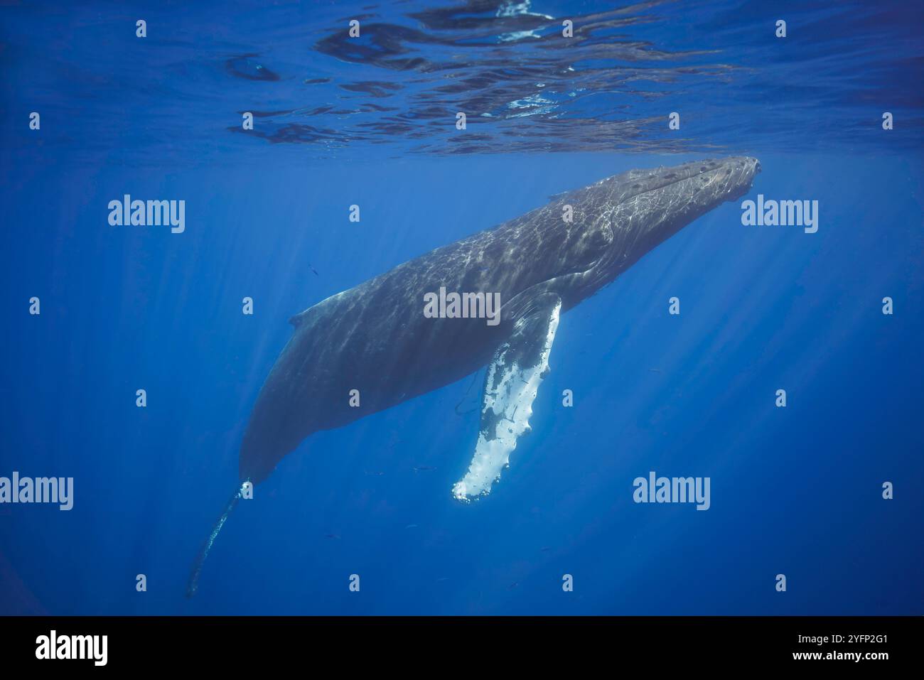 A female humpback whale, Megaptera novaeangliae, underwater, Hawaii ...