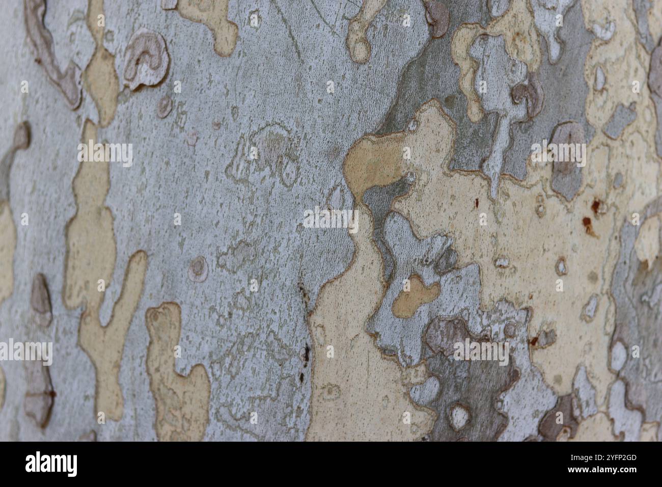 London plane tree bark hi-res stock photography and images - Alamy
