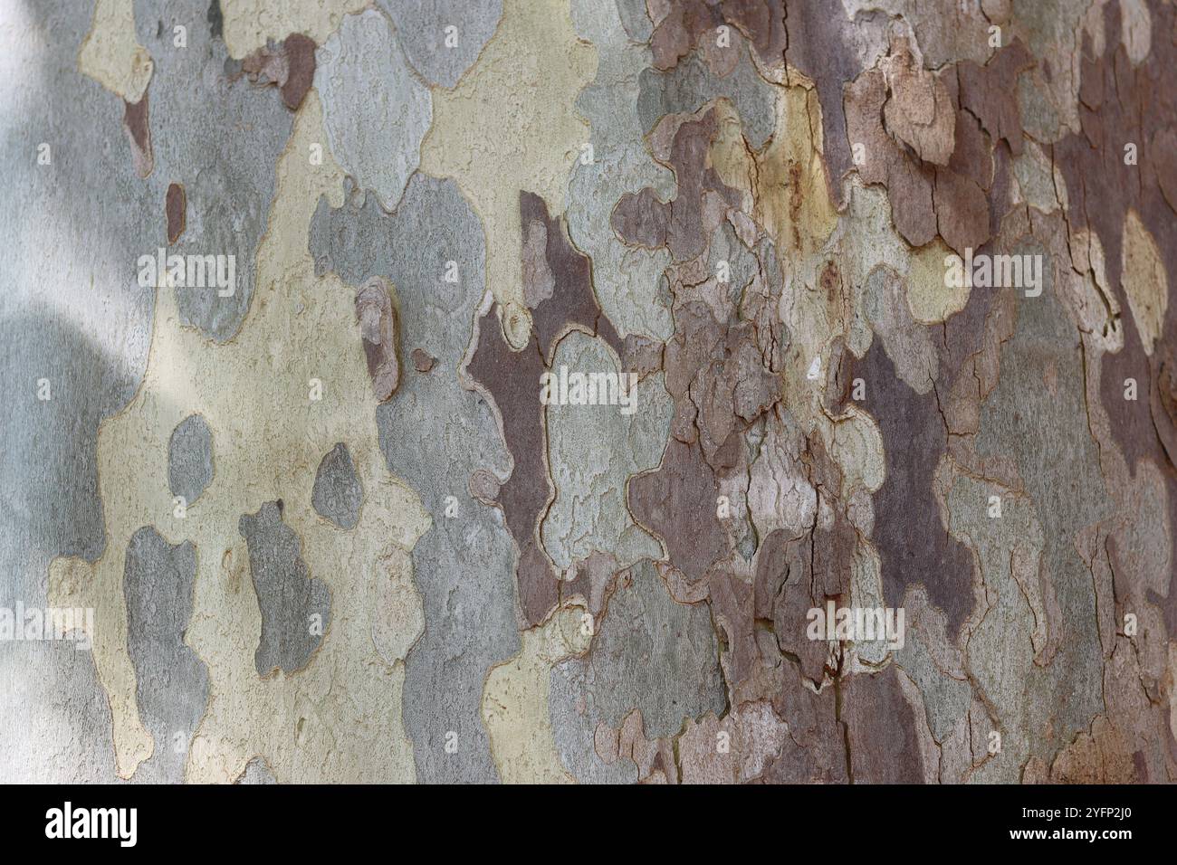 Camouflage to nature colours hi-res stock photography and images - Alamy