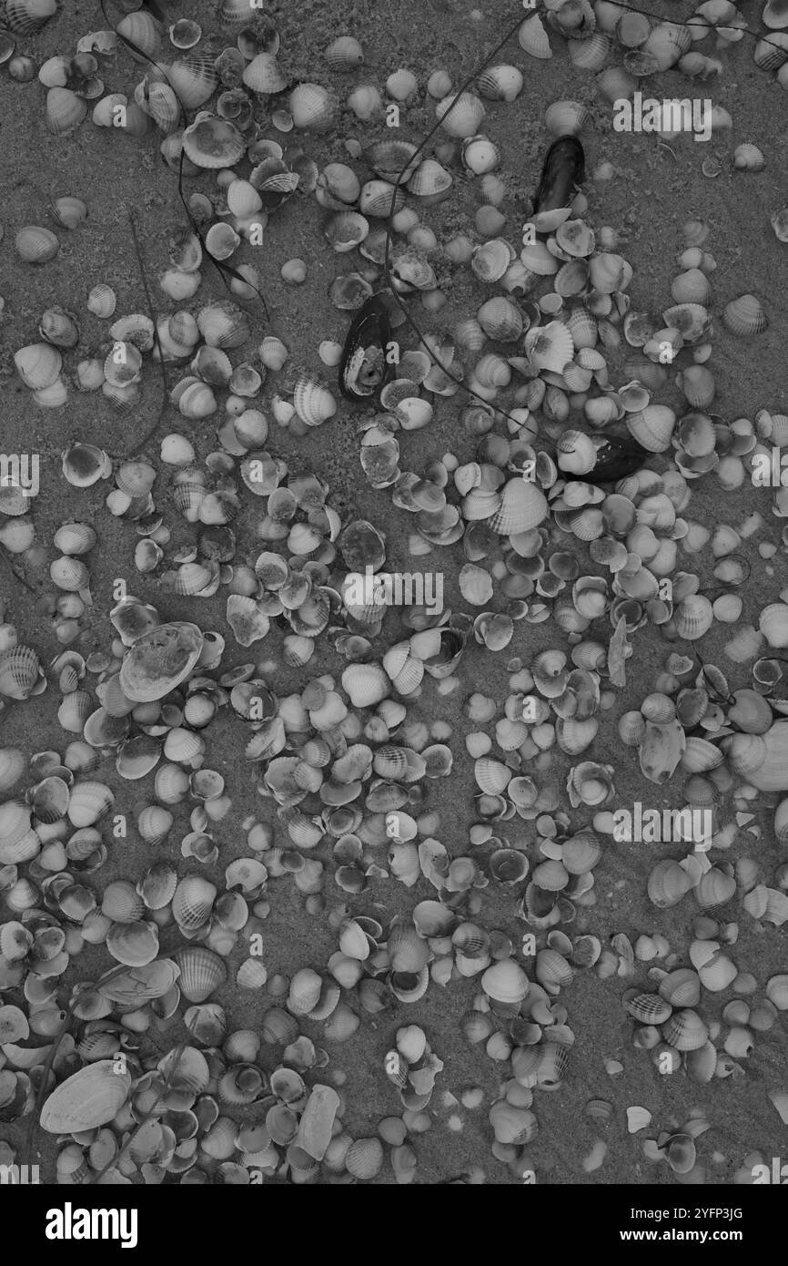 Ängelholm, Skåne, Sweden. November 4 2024. Seashells on the beach Stock ...