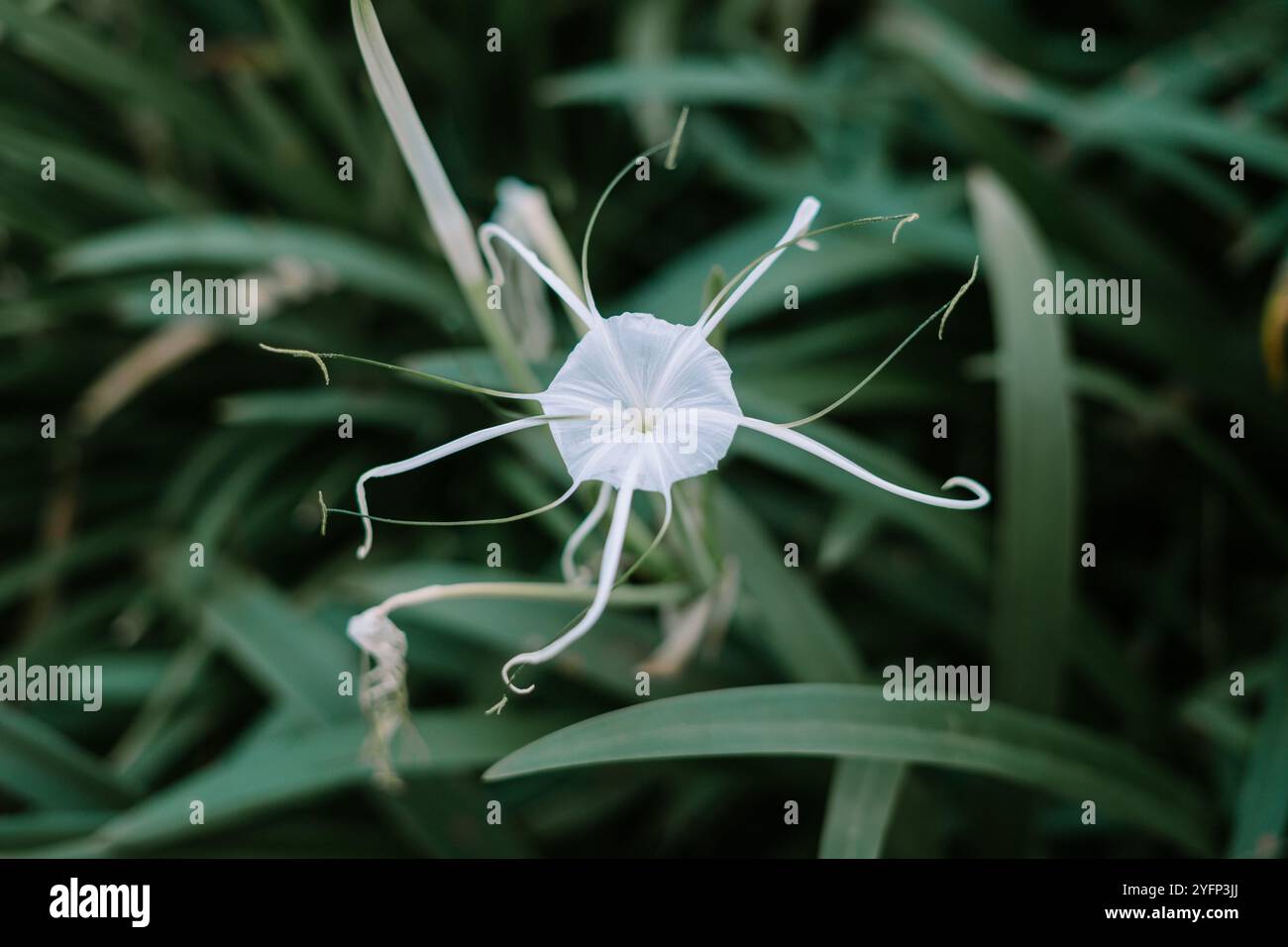 Hymenocallis littoralis, commonly known as the beach spider lily, is a ...