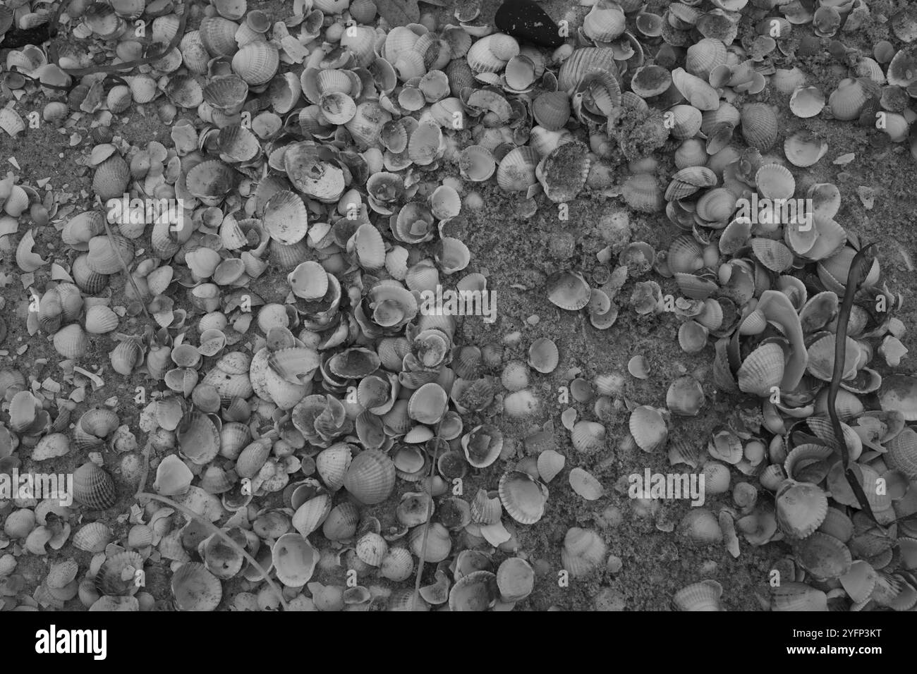 Ängelholm, Skåne, Sweden. November 4 2024. Seashells on the beach Stock ...