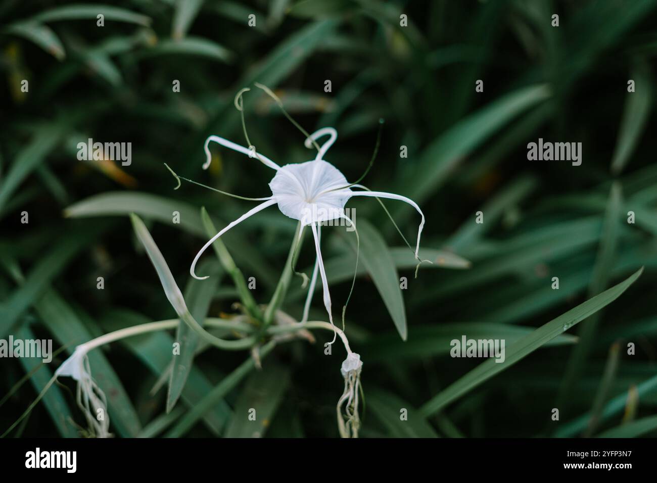 Hymenocallis littoralis, commonly known as the beach spider lily, is a ...