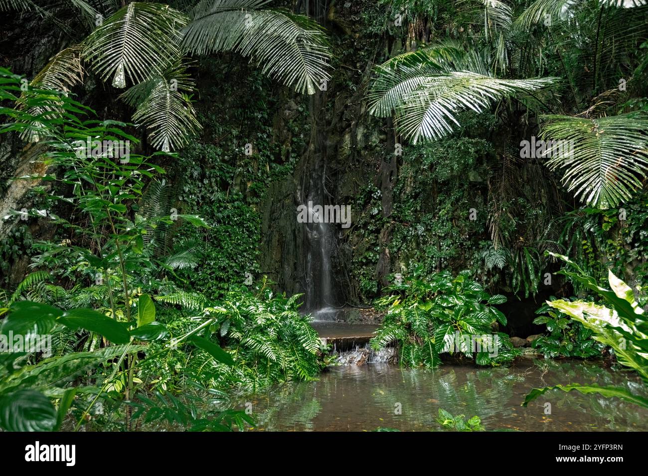 Small jungle hi-res stock photography and images - Alamy