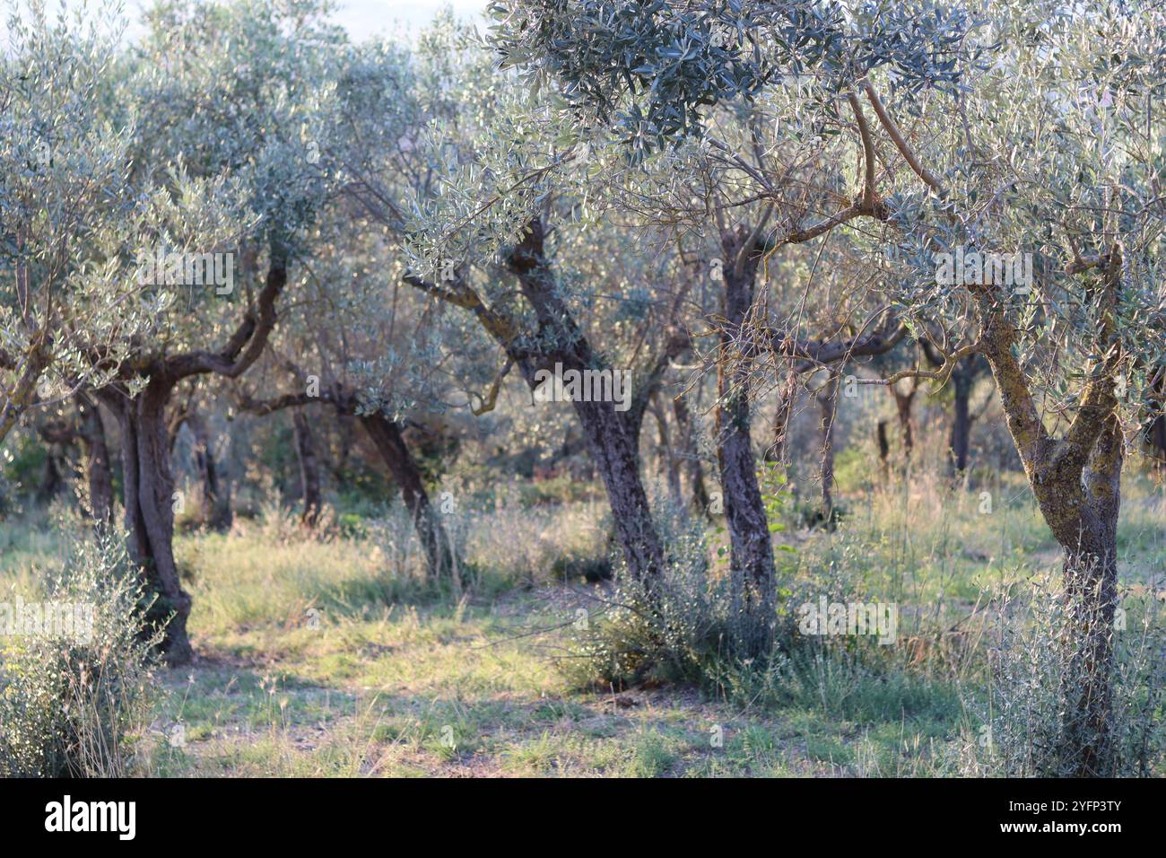 Old olive tree in orchard hi-res stock photography and images - Alamy