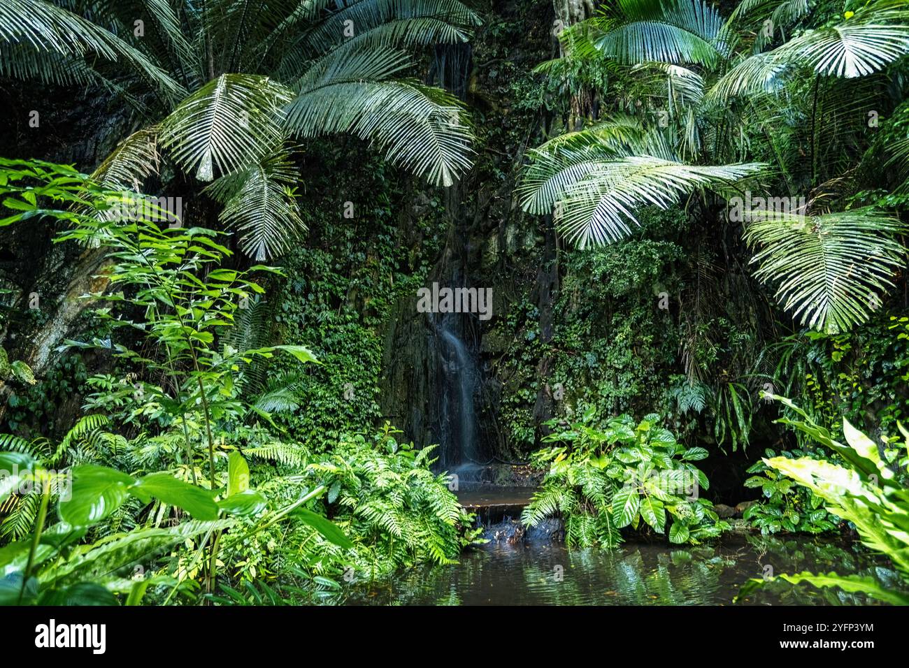 Beautiful rainforest landscape palm trees and small jungle waterfall ...